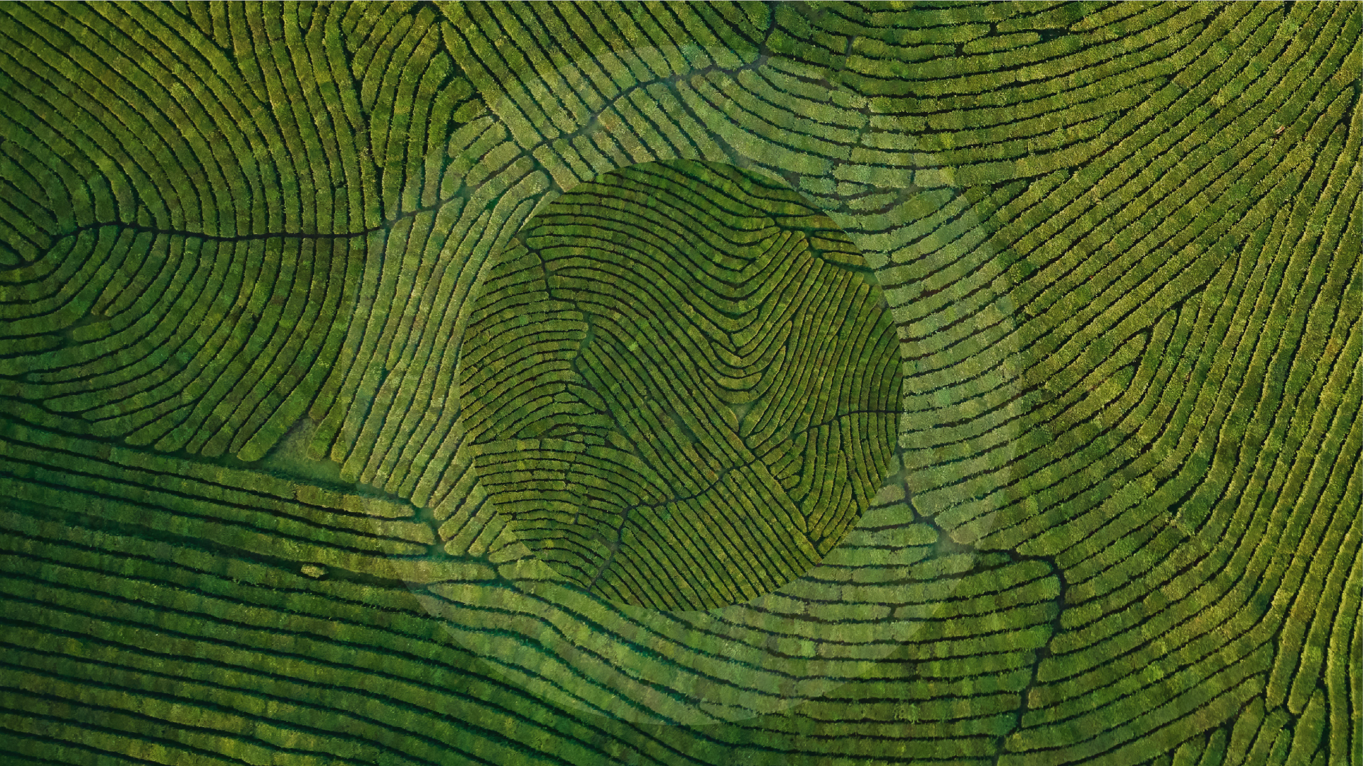 Corporate Annual Review 2024 | Ogier